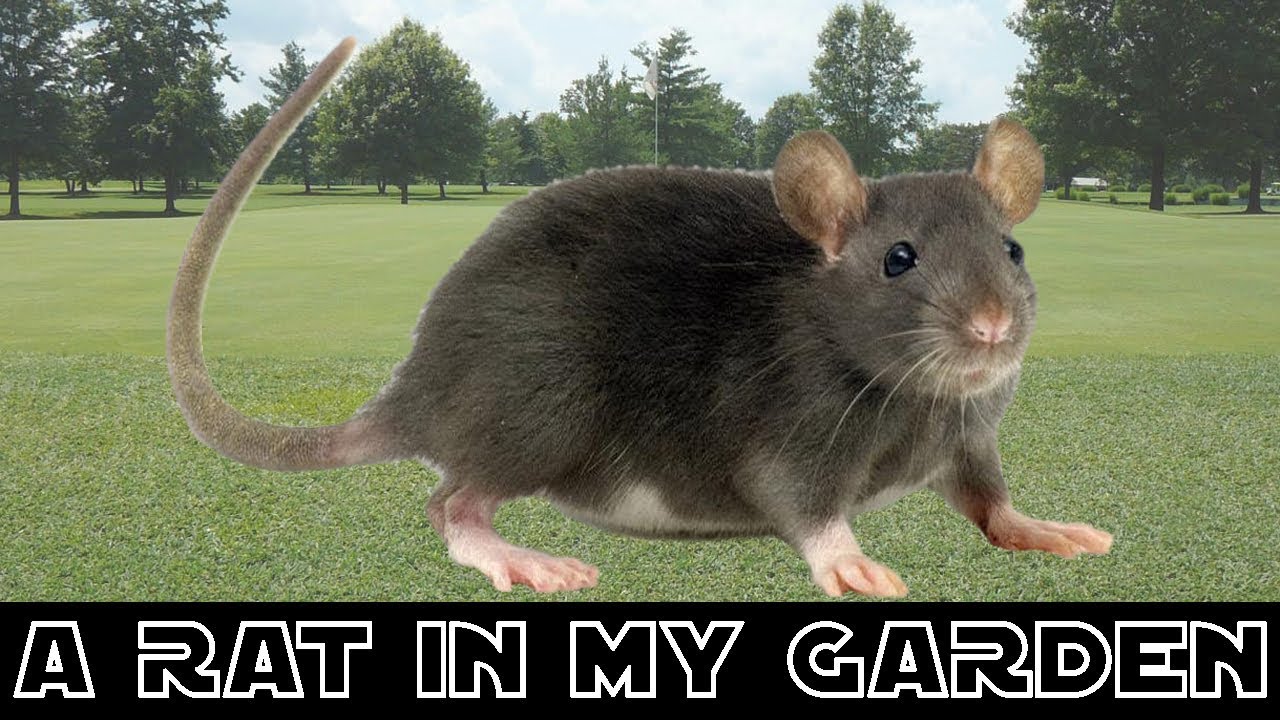 Un rat surmulot s'invite dans mon jardin 🐭🐭🐭 - YouTube