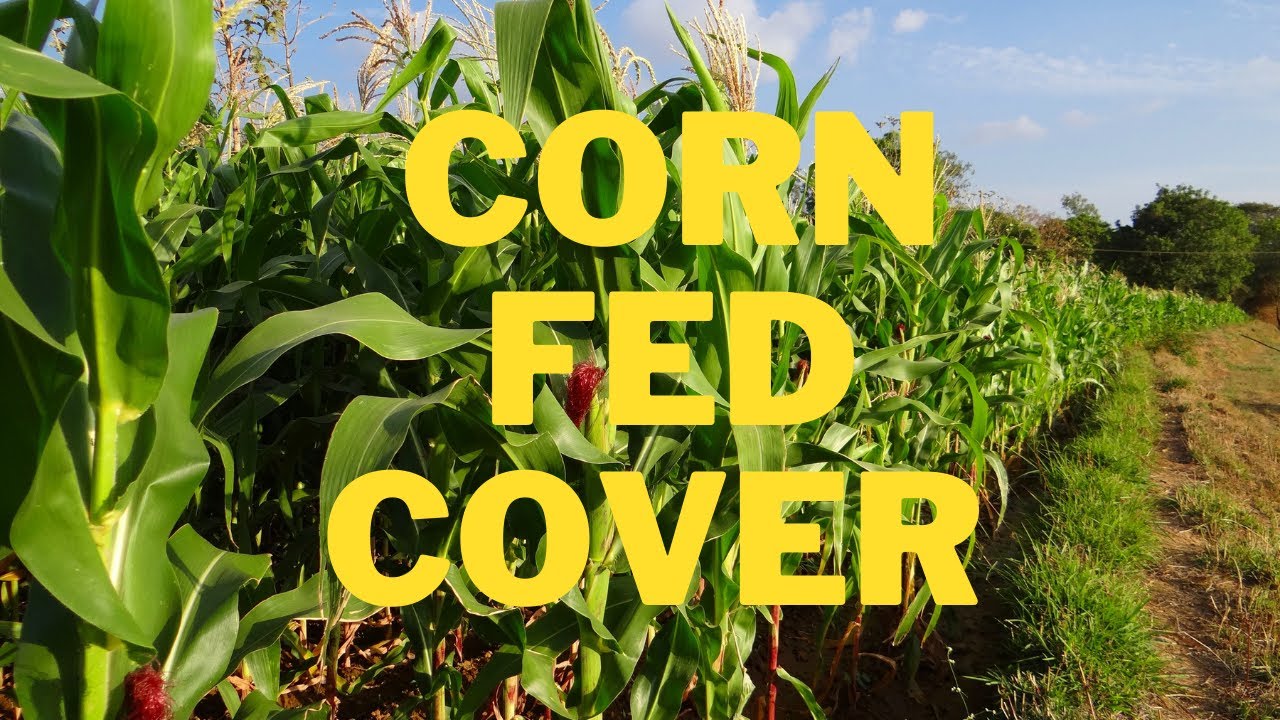 Country Music Song, Corn Fed, Shannon Brown, Jenny Daniels Covers Best ...