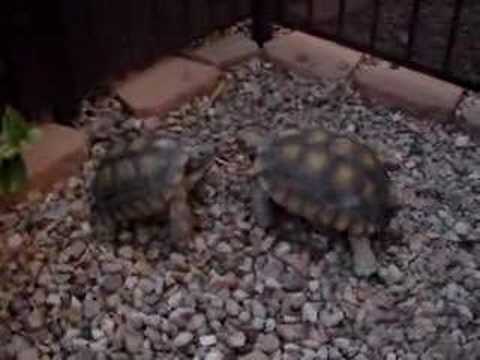 Turtle fight part 2 - YouTube