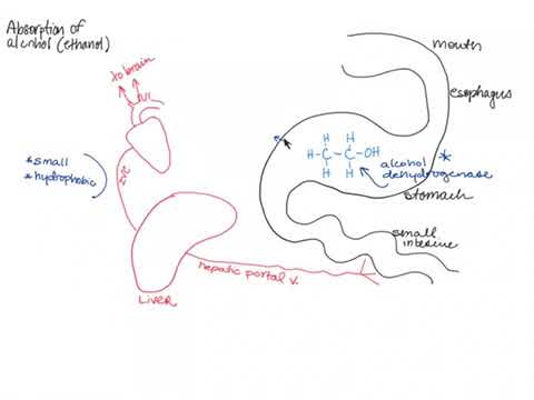 Absorption of ethanol from the GI tract - YouTube