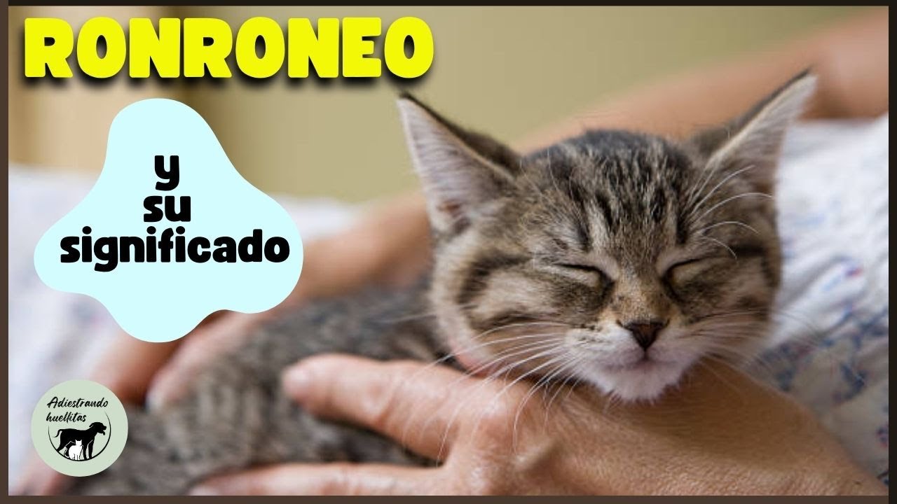 EXPLICACIÓN DEL RONRONEO DE LOS GATOS 😺 ADIESTRANDO HUELLITAS - YouTube