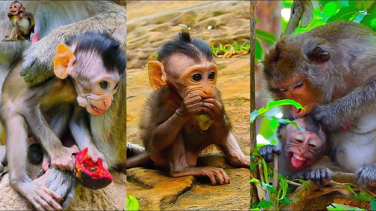 Top Scene of Mix Newborn Monkey Really Interesting..... | MONKEY ...