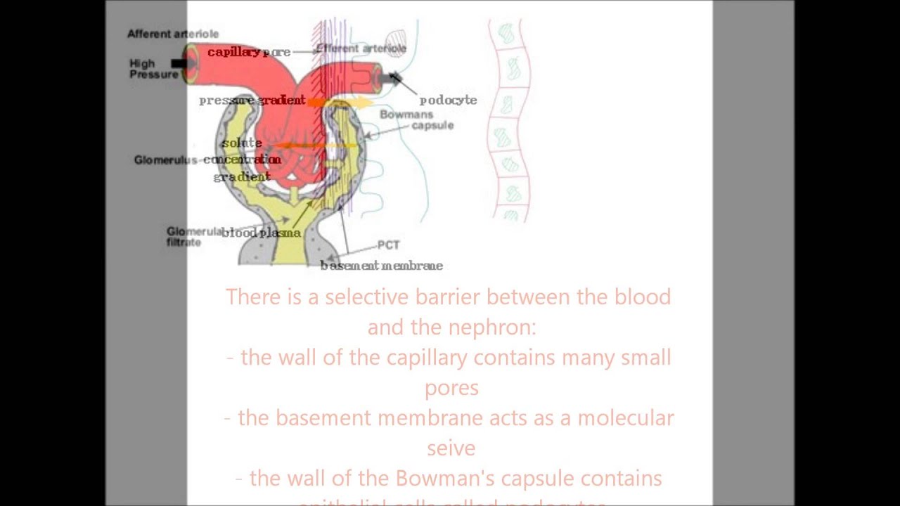 Homeostasis and Kidney function - YouTube
