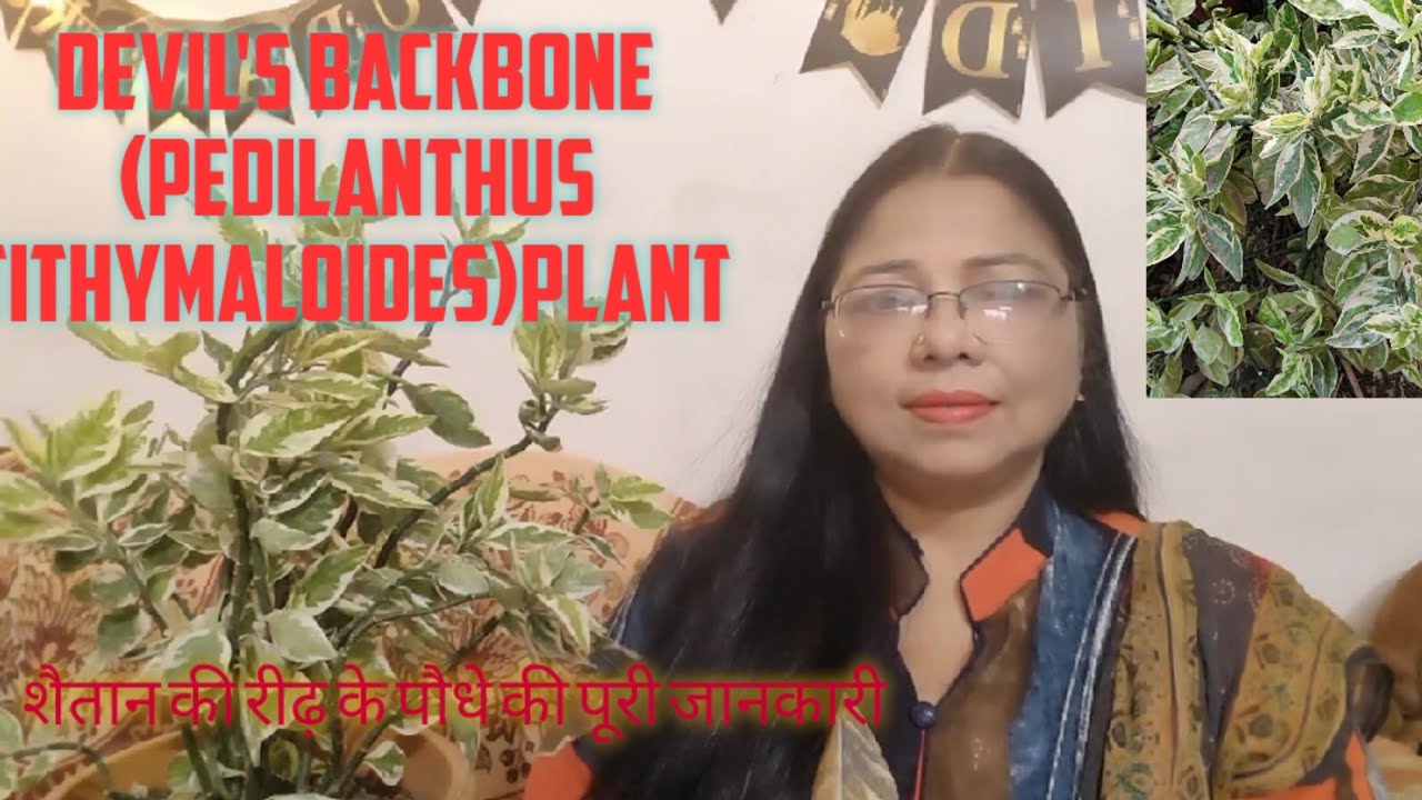 Devil's backbone(Pedilanthus tithymaloides) plant complete information ...