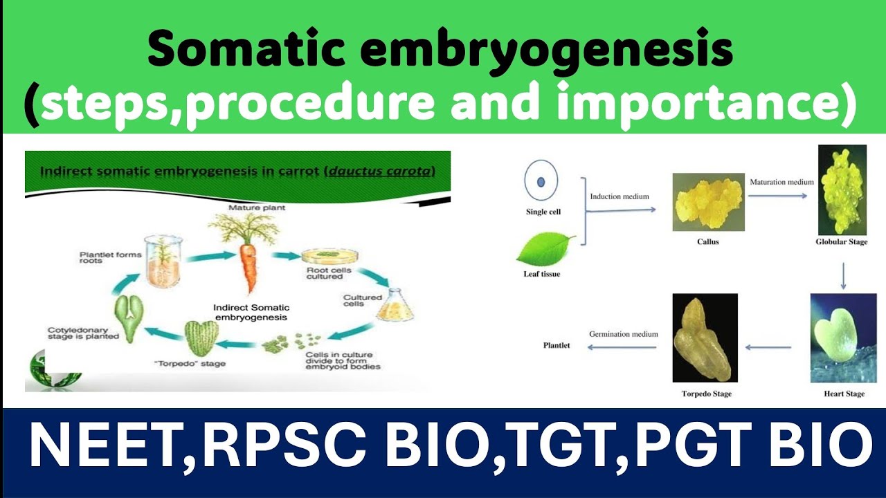 somatic embryogenesis steps,function and advantage ,disadvantage ...