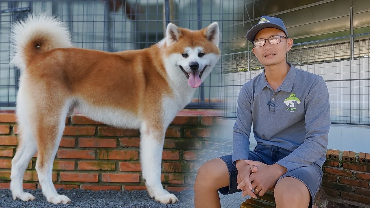 Akita Inu Giống Chó Tuyệt Đỉnh || Laputa Farm - YouTube