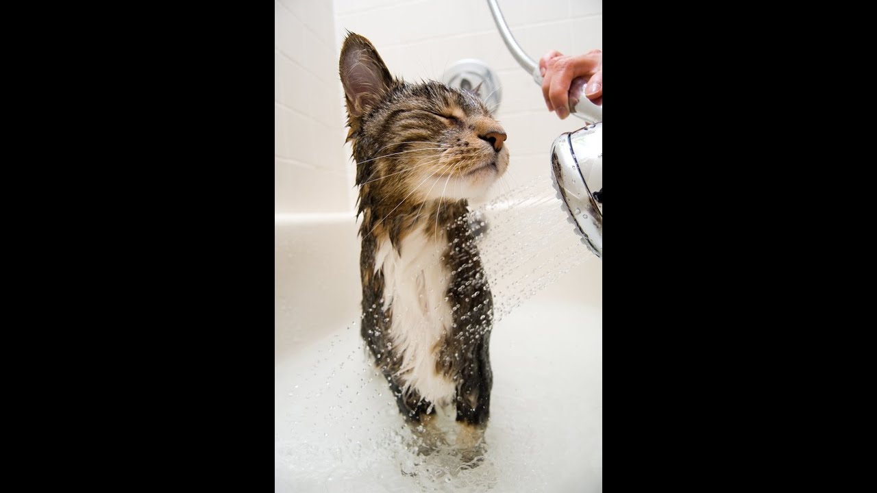 Yeah my Koko clean [BBCF] - YouTube