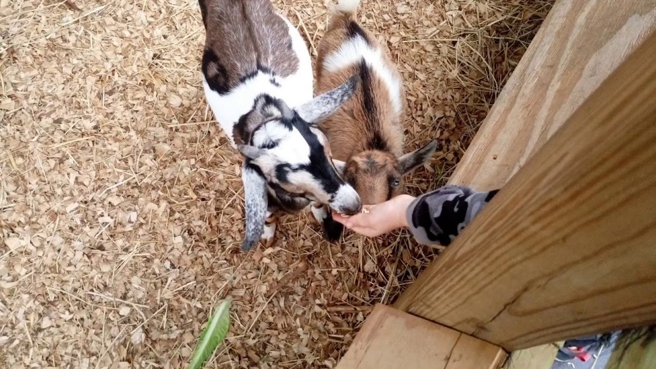 Our day at Springtime Farms Adventure Park - YouTube