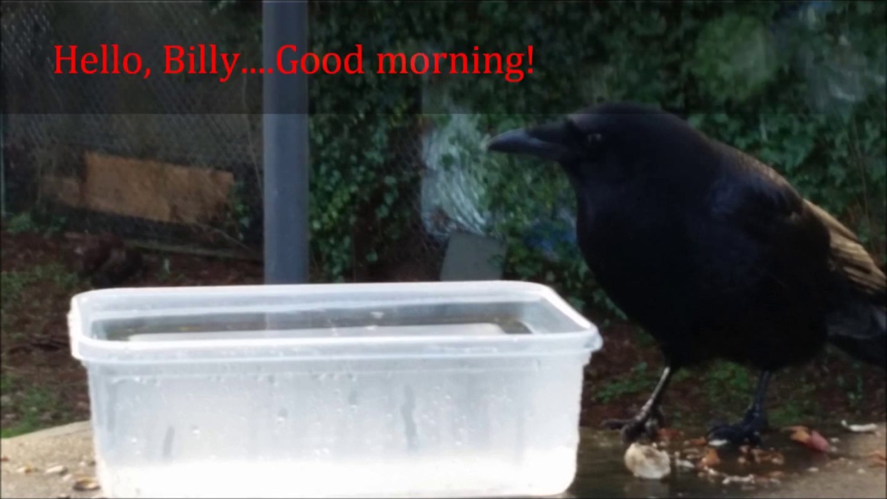 Billy The Crow - Documentary - YouTube