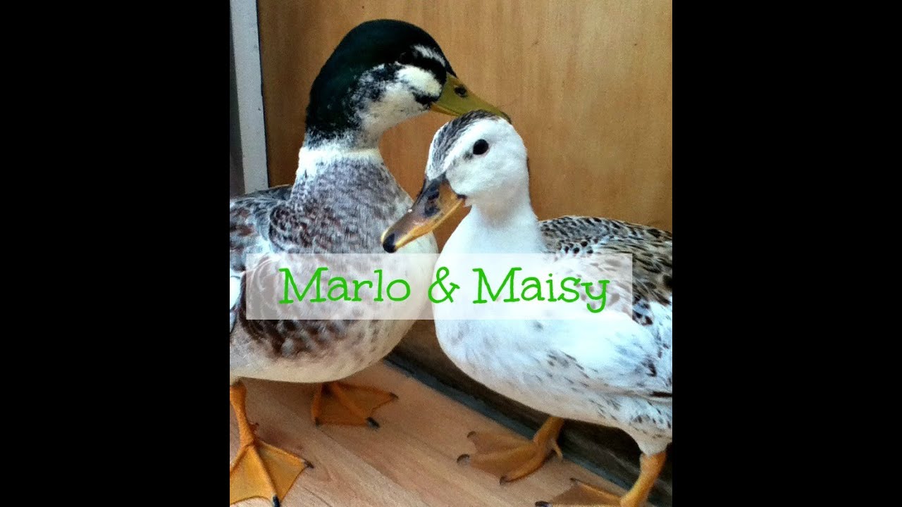 ♡Marlo&Maisy♡ | Miniature Silver Appleyard Ducks In A Washing Basket ...