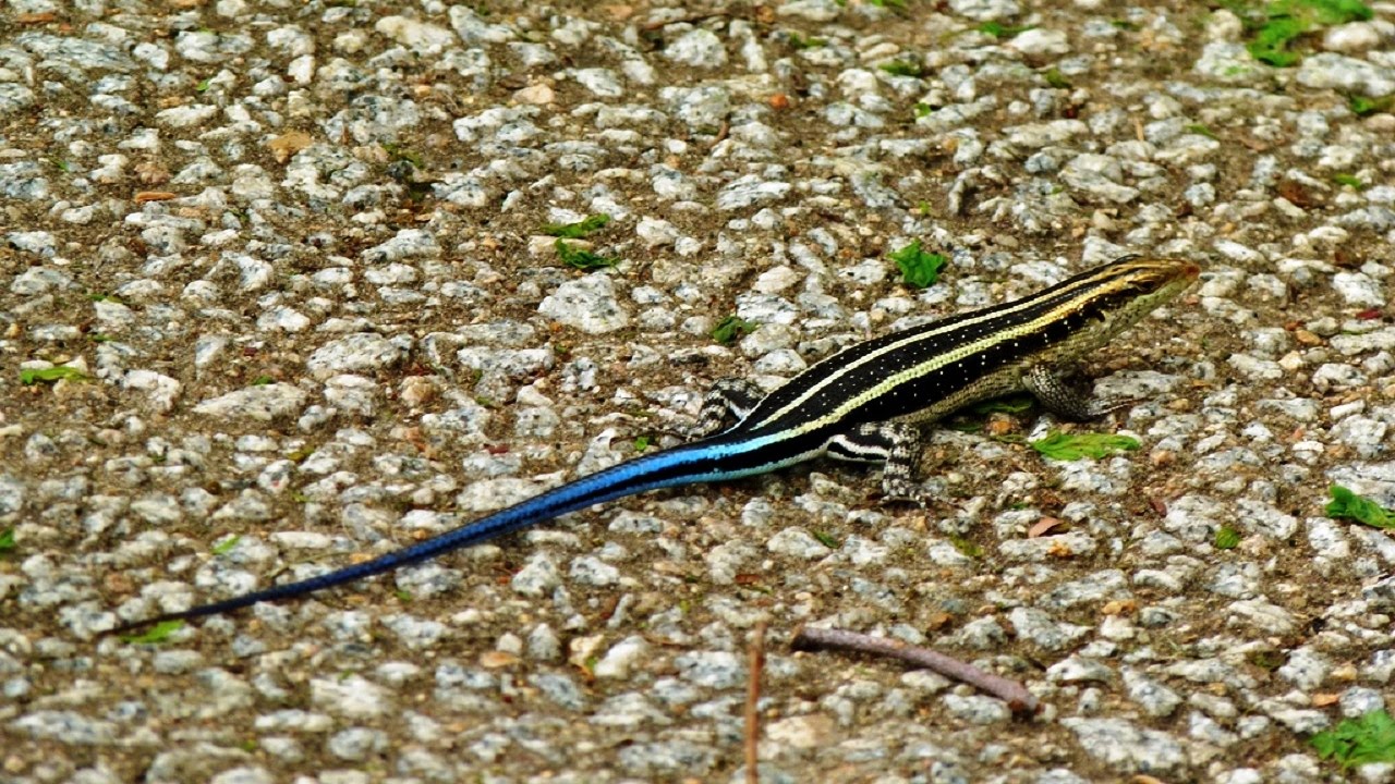10 Beautiful Moment Of African skink | Full HD-2017 - YouTube