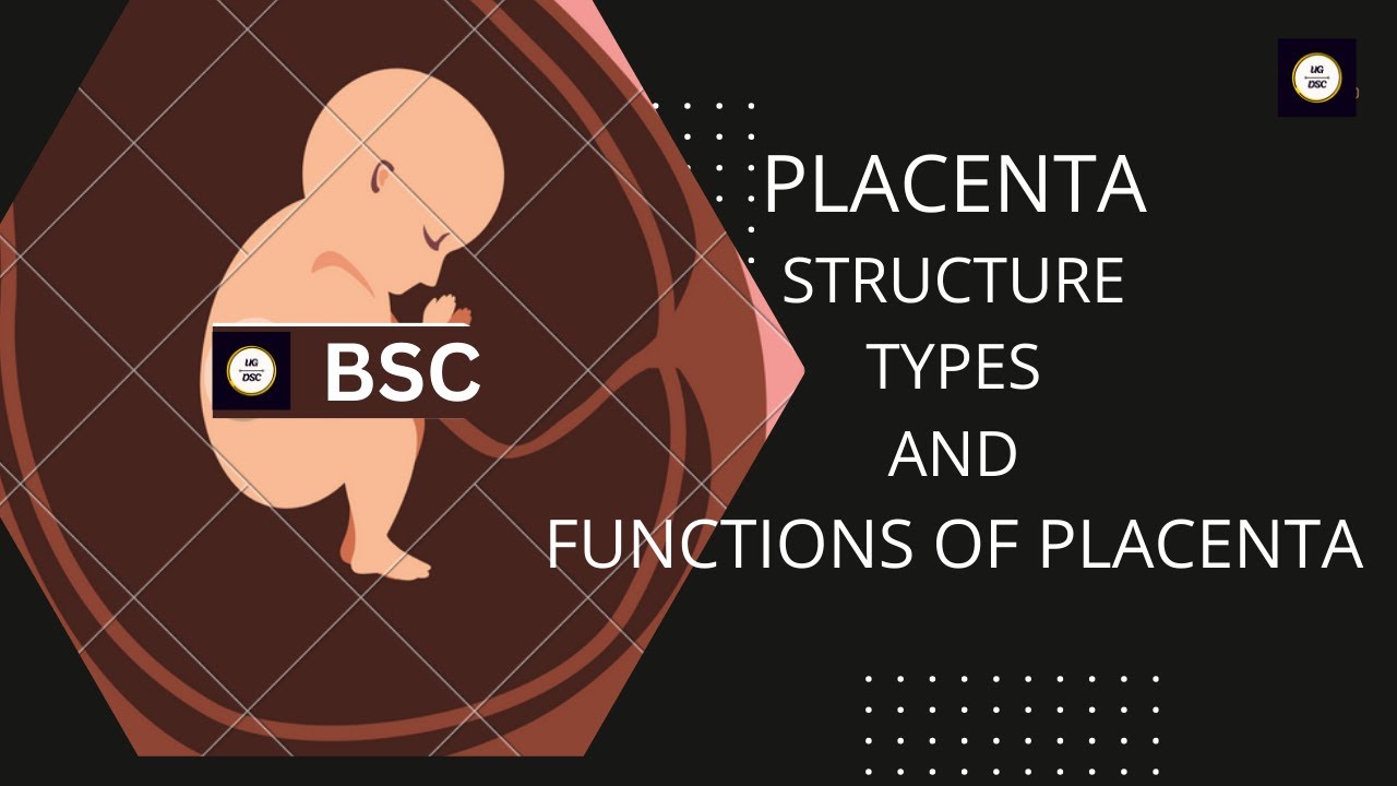 Placenta Part-1 | Structure, Function & Types of Placenta | B.Sc ...