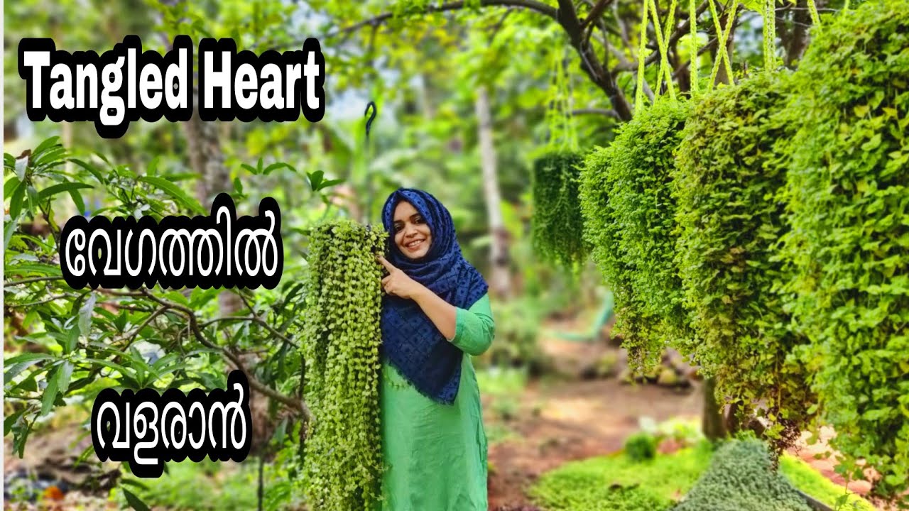how to grow tangled heart plant | care and propagation of Swedish ivy ...