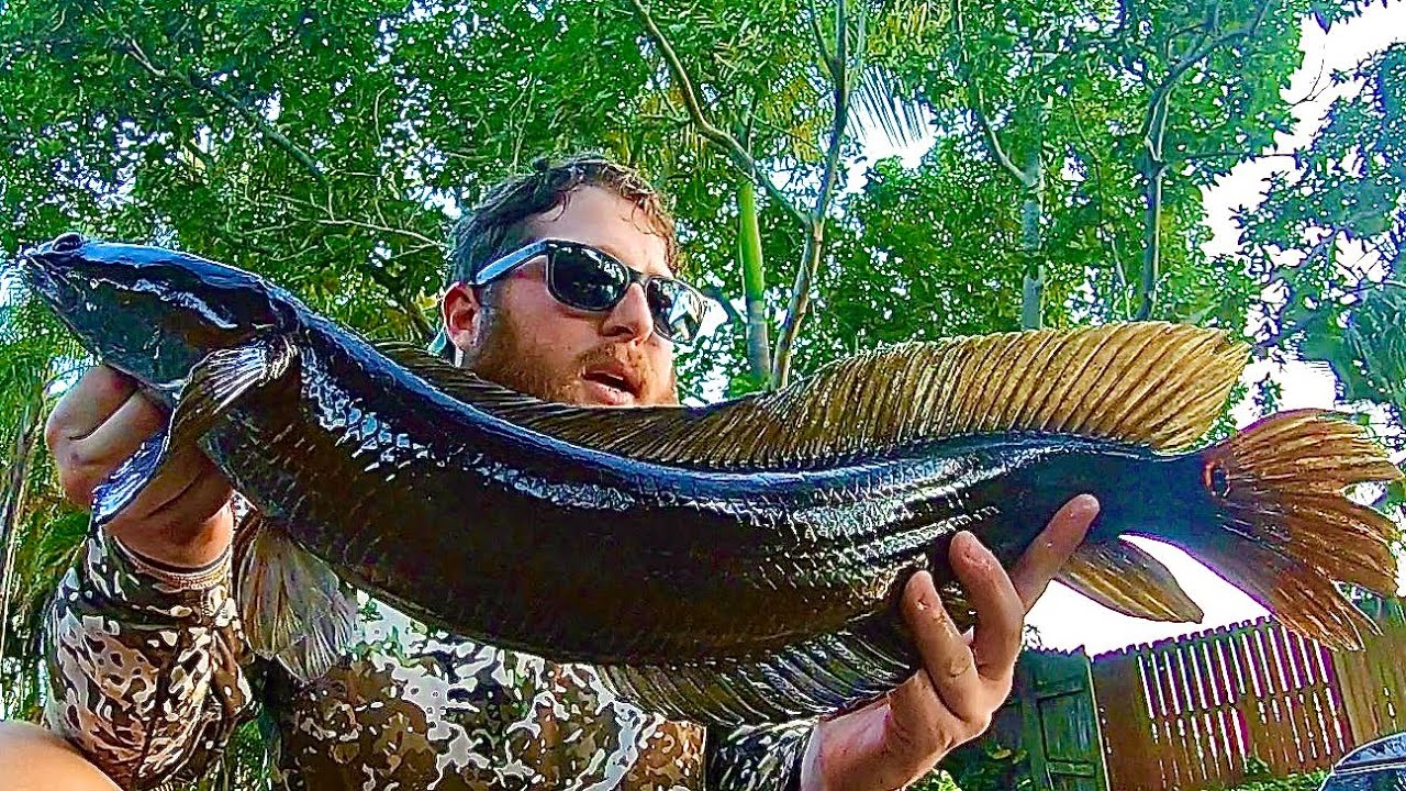 Bullseye Snakehead Kayak Fishing Urban Florida Canals!! - YouTube