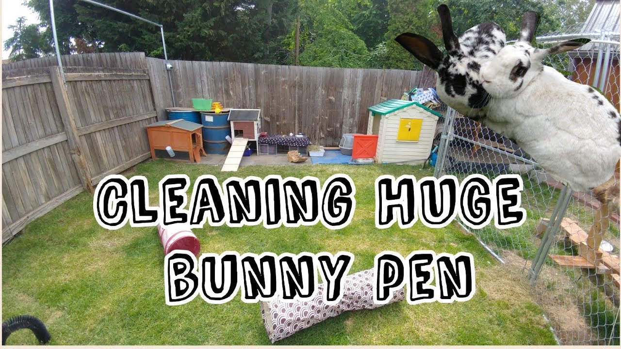 Cleaning my HUGE rabbit pen - YouTube