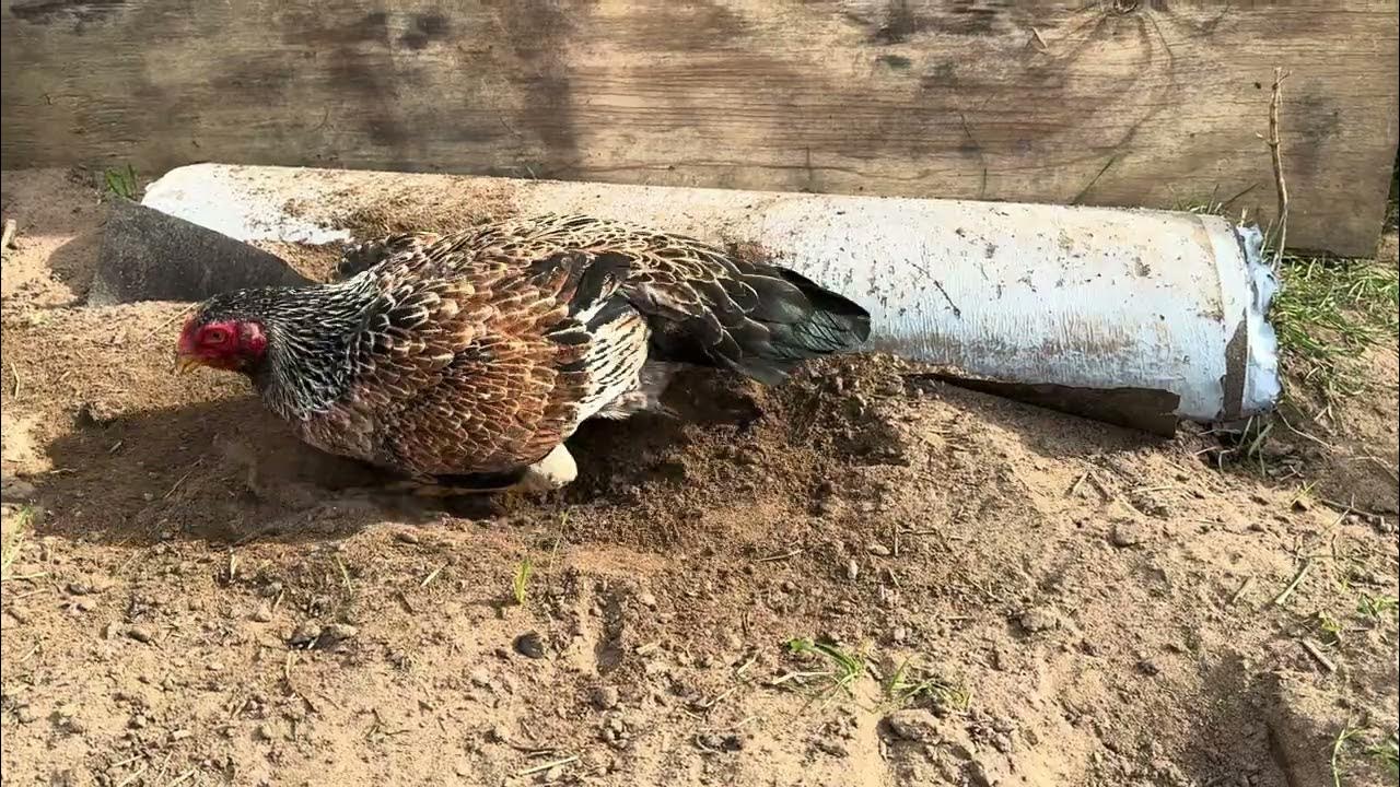 Poj qaib shey | Qaib - YouTube