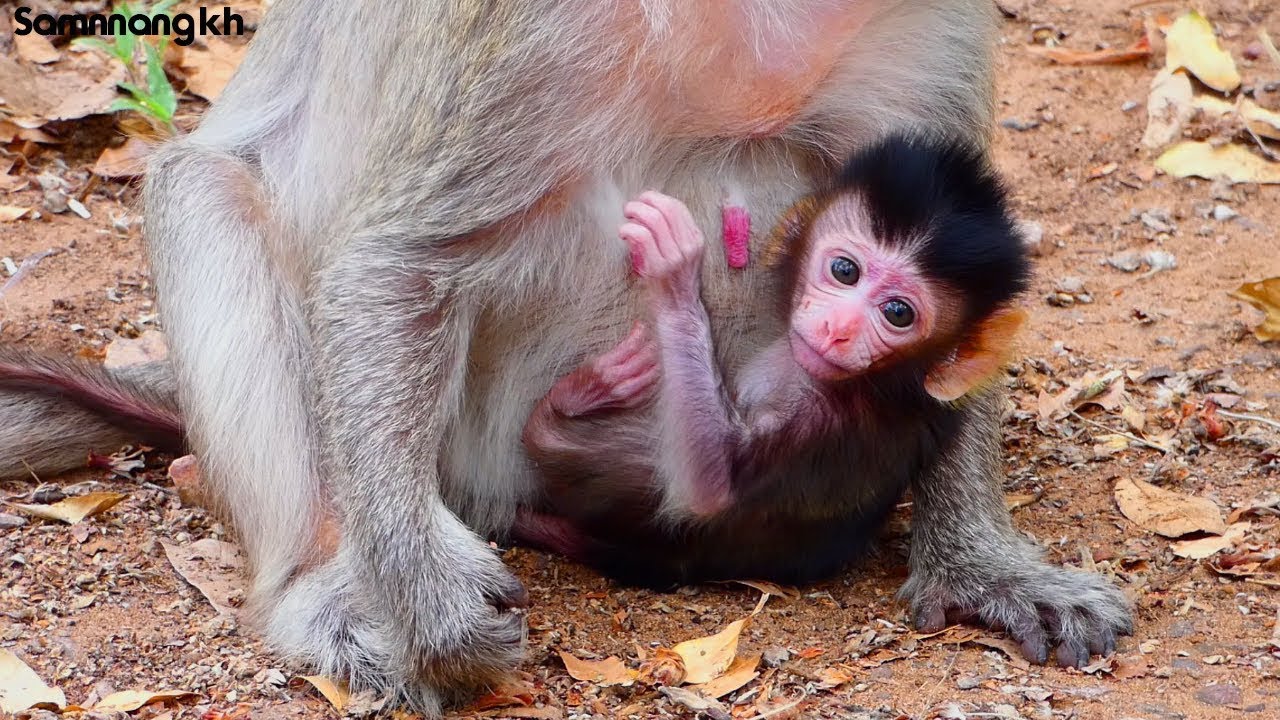 How cute am i? Adorable baby monkey Bellina, Samnnang kh - YouTube