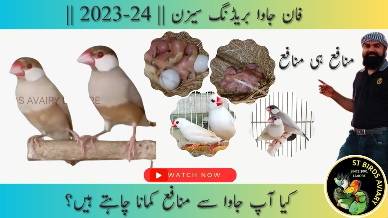 Fawn java breeding season || Java se breed kase lain || Java Breeding Tips - YouTube