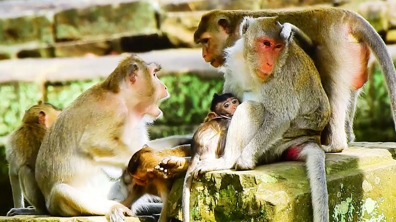 OMG! Violet Monkey Makes A War With Loni Monkey In Front Of Jane Monkey ...