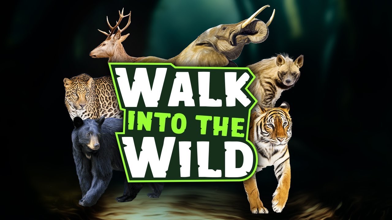 Intro - Walk Into The Wild - 4k UHD - YouTube