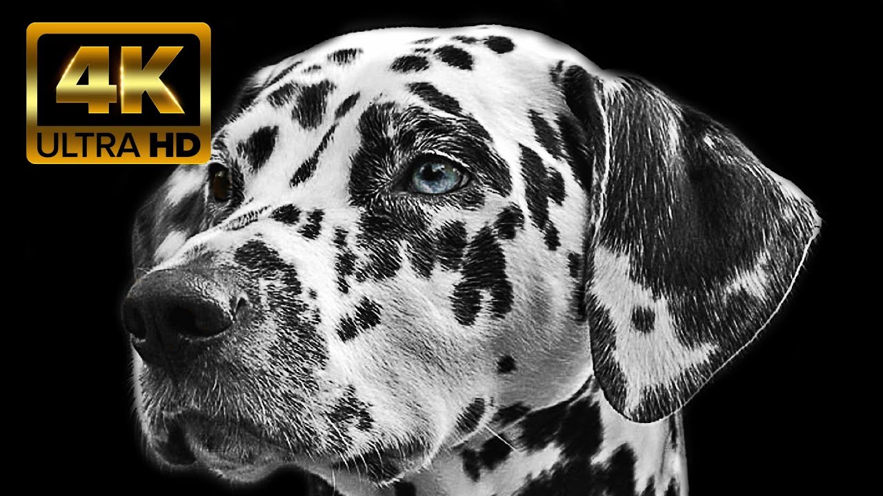 4K Free Video | Dog Videos | Creative Commons video | No Copyright ...