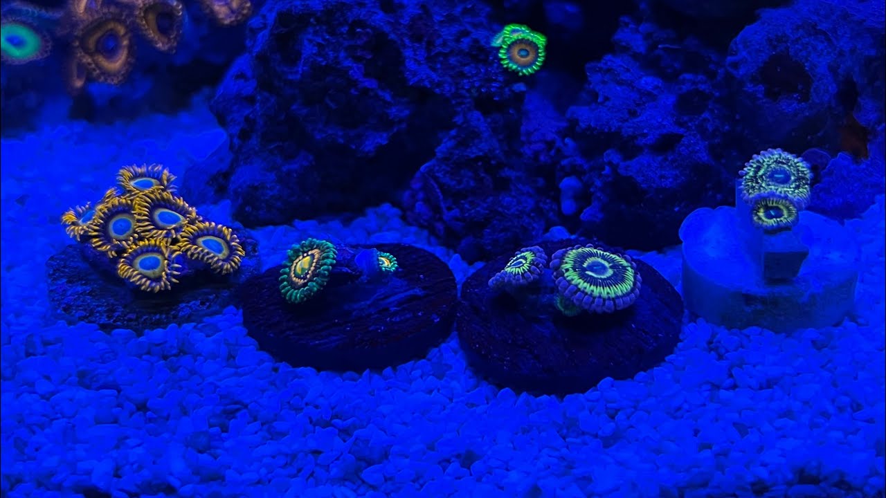 Commande REEF CORNER Zoanthus ! - YouTube