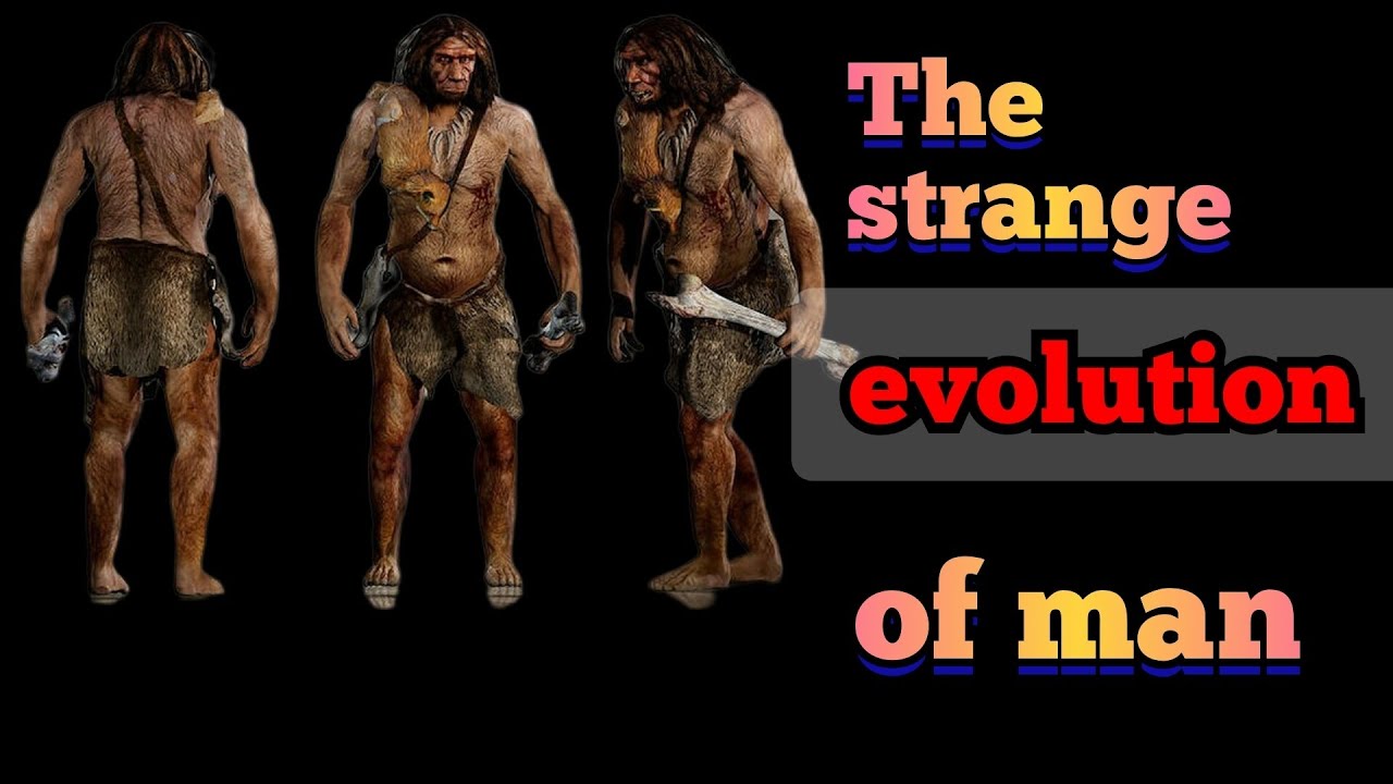What were early humans like and how did they evolve? - YouTube