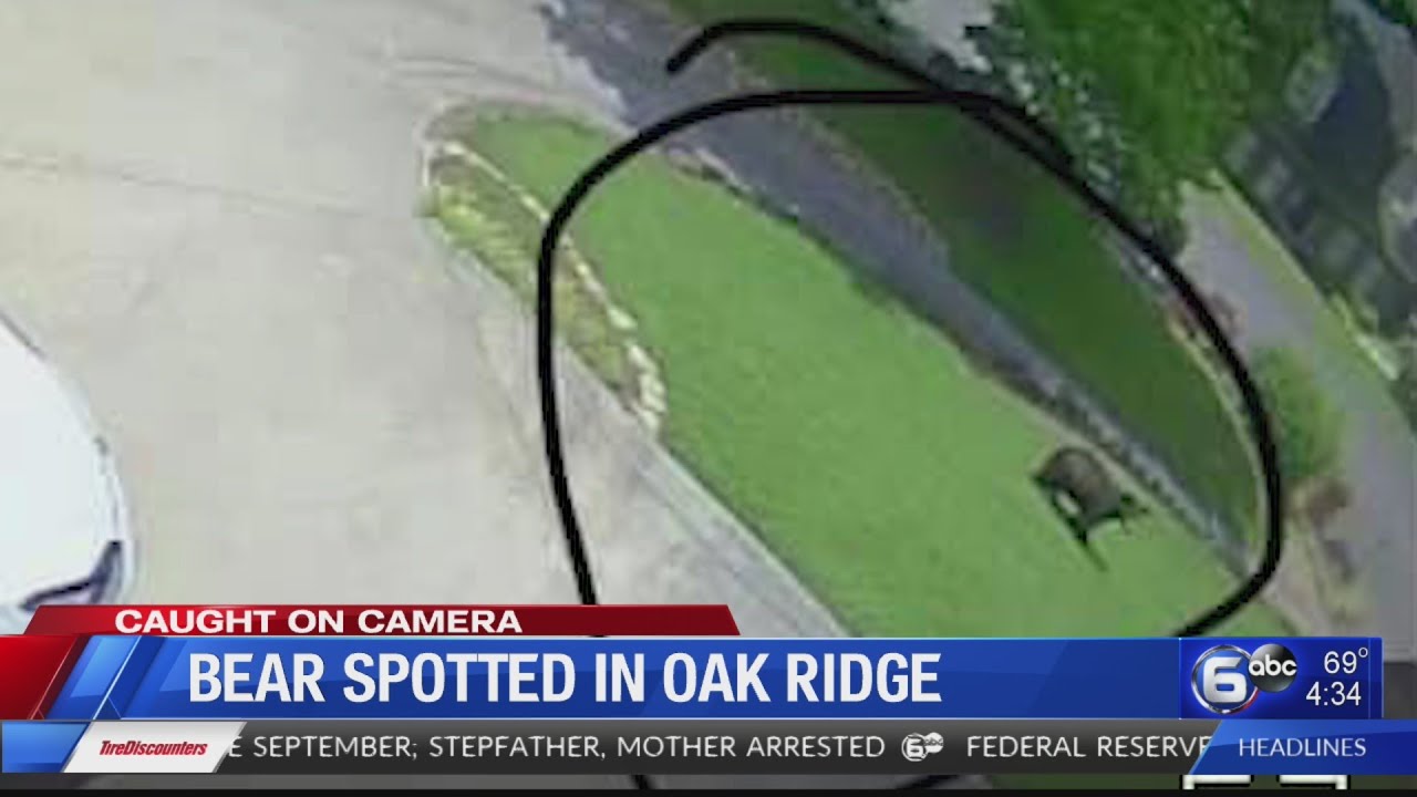 Bear spotted in Oak Ridge home security system - YouTube