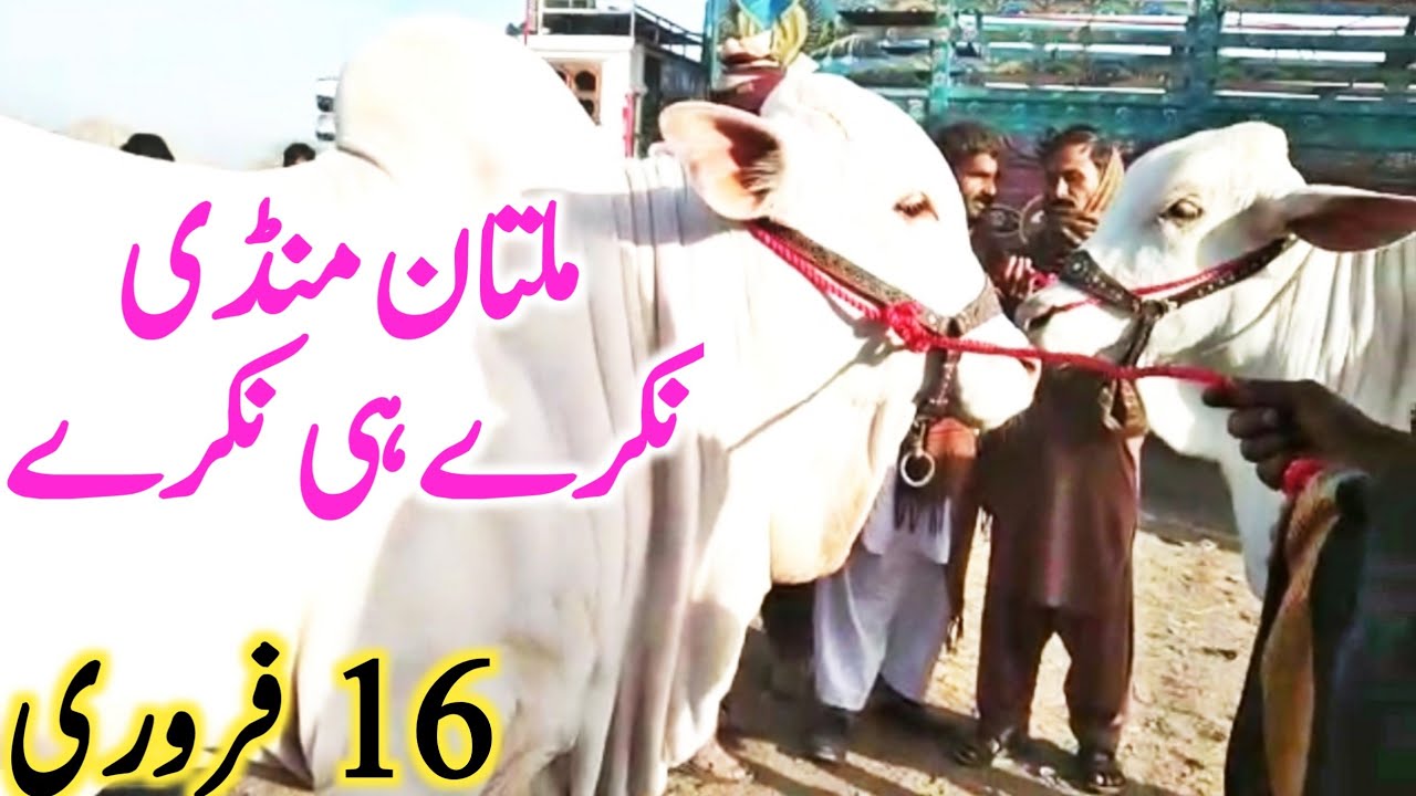 Multan Cow Mandi Fresh Rates || Global Village Farming - YouTube