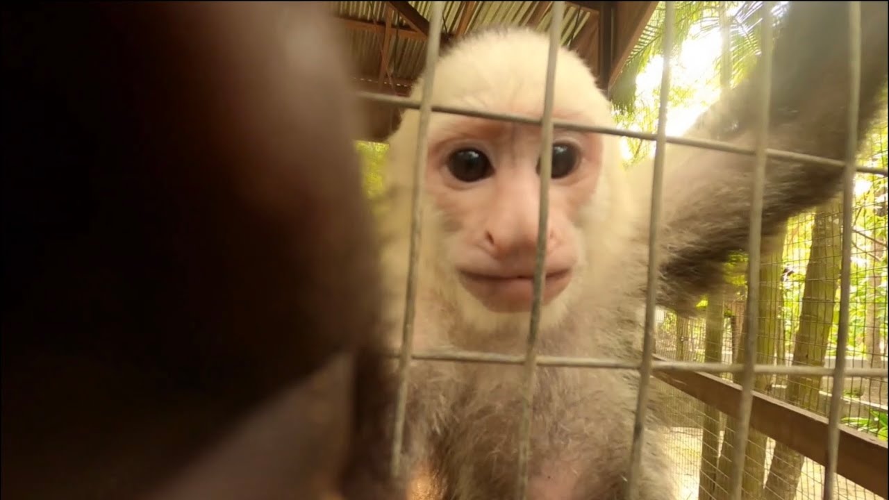 Monkey Steals My GoPro and Films With It! - YouTube