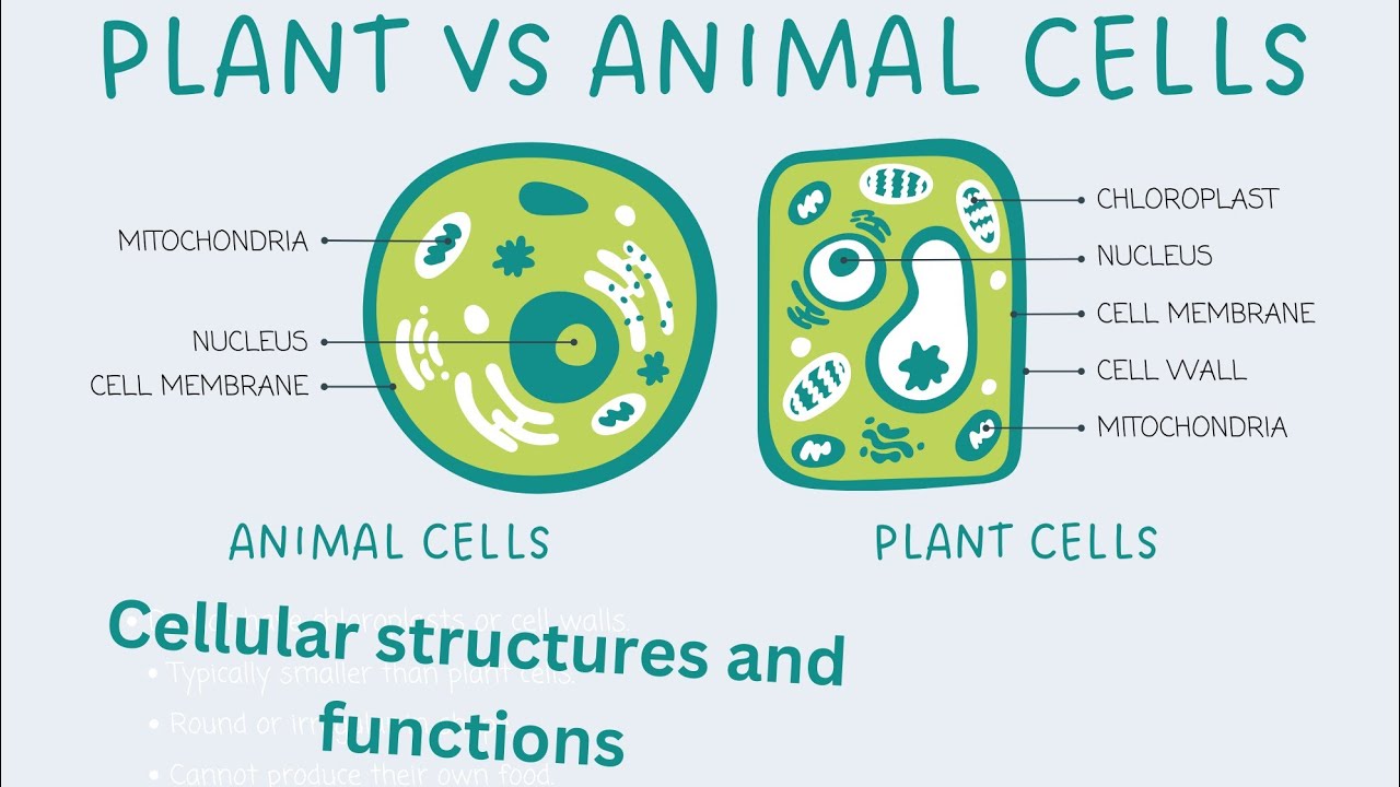 Cell structure and function part 1 Cell wall in detail - YouTube