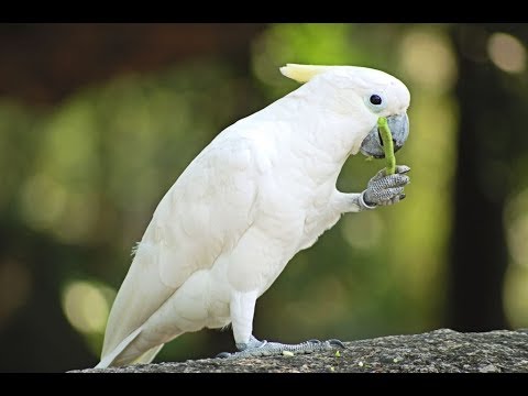 Cockatoo speaking best video new august 2017 - YouTube