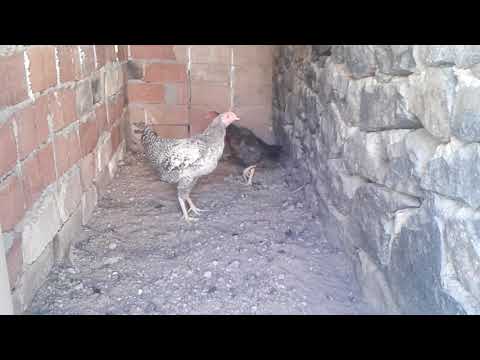 horoz tavuk dövüşü