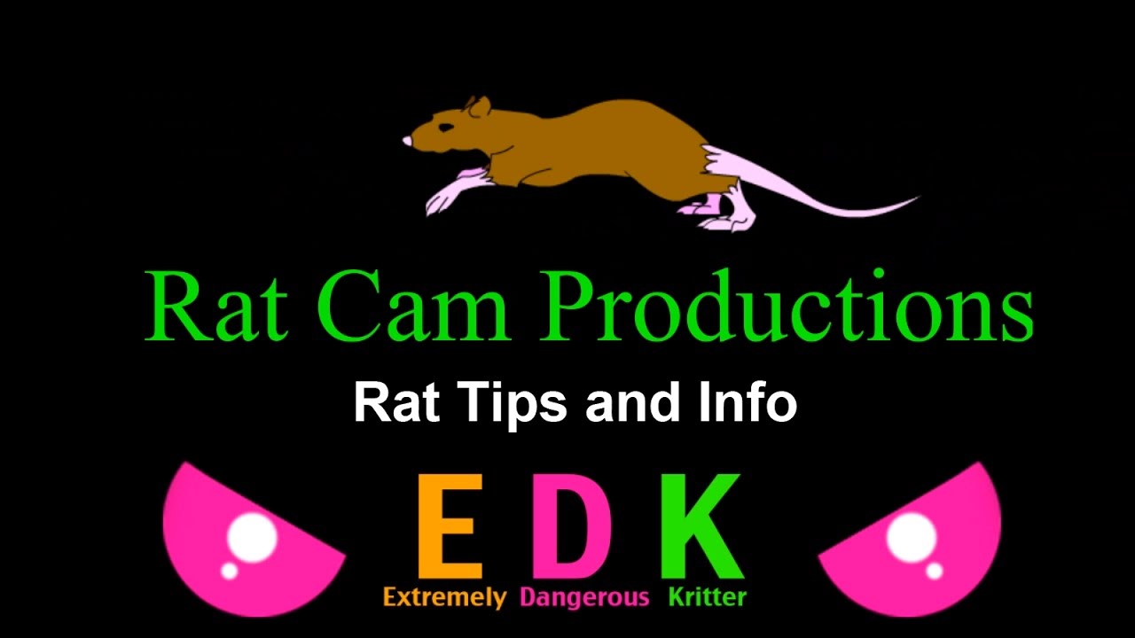 Rat Cam 108 - Rat Tips & Info - YouTube