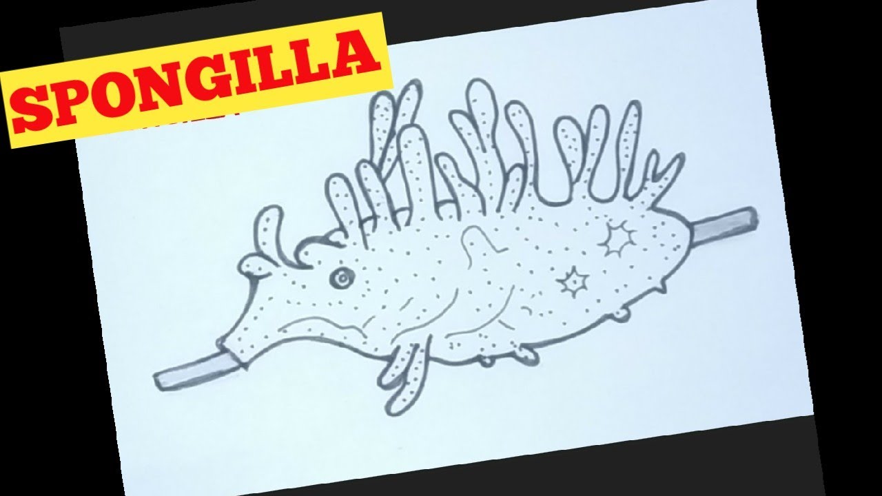 How to draw spongilla easily - YouTube