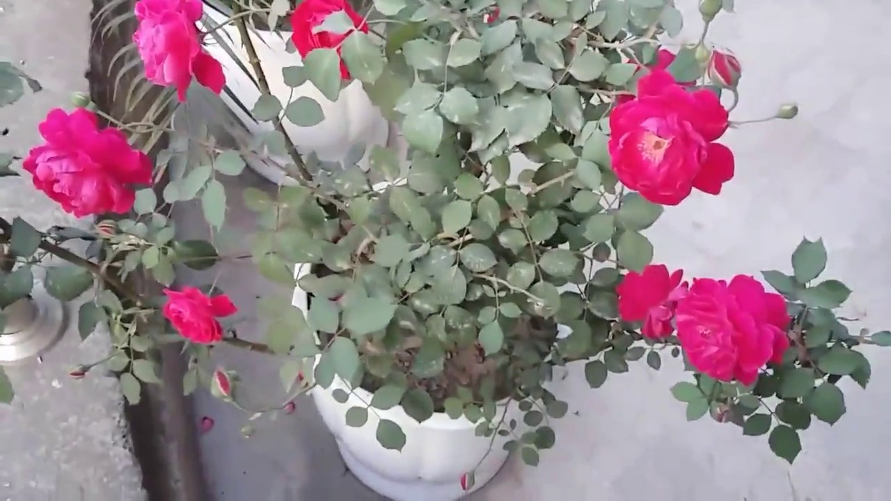 Desi rose on blooms - Update 3 - YouTube