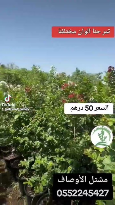 تمر حنا او لارجستروميا Youtube