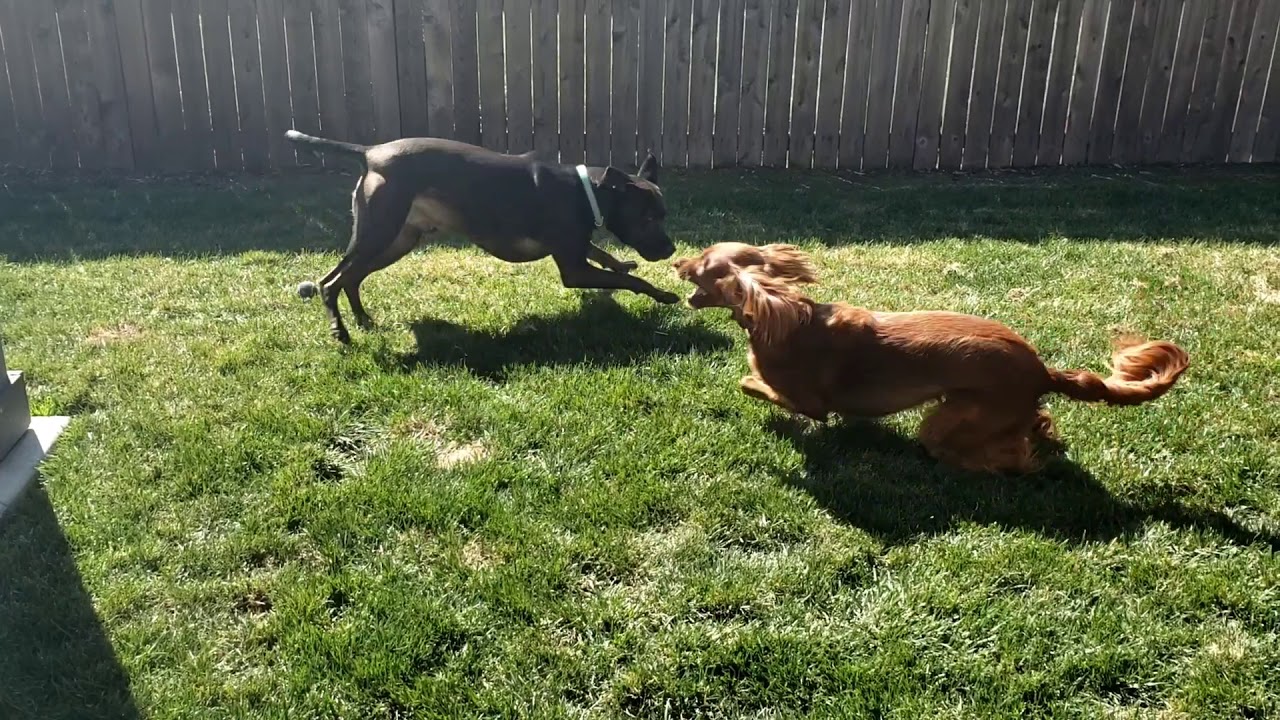 Playing with a beautiful Irish setter. - YouTube
