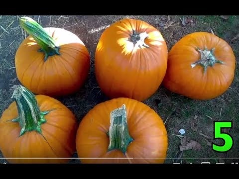 Counting PUMPKINS SONG - Nursery Rhyme - Toddlers, Preschool, K - YouTube