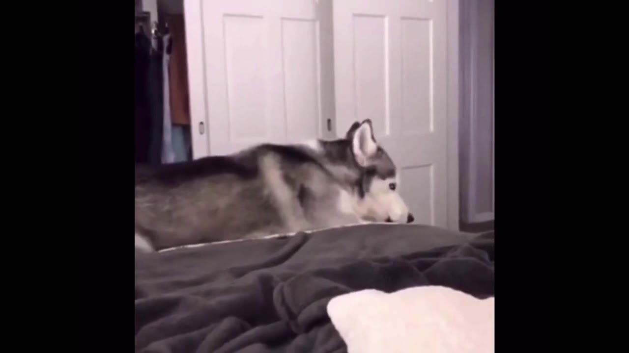 Screaming Huskies - YouTube