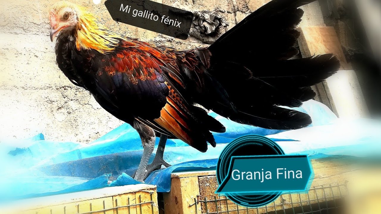 Dando de comer a mis pollos (fénix) mi comienzo en la crianza de aves ...
