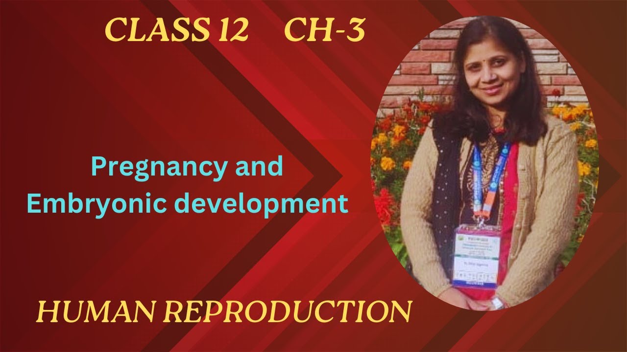 pregnancy and Embryo development I Human Reproduction I CBSE Class 12 I ...