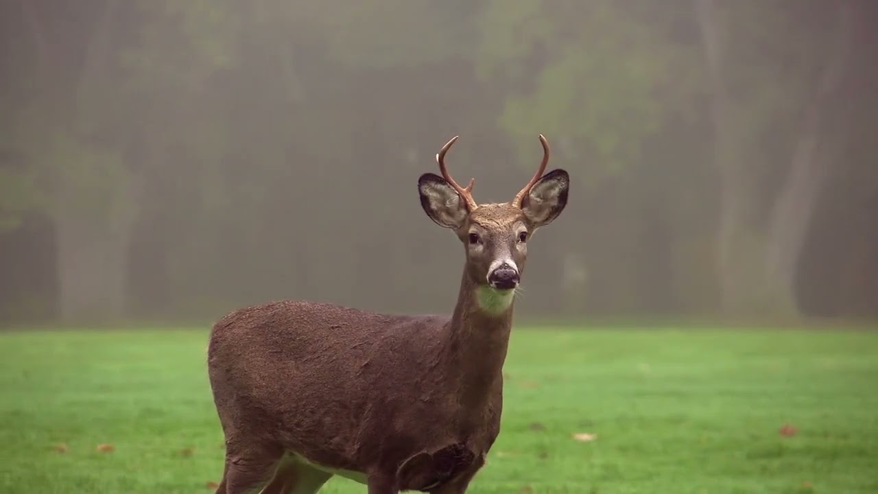 Lone Deer Video 4k HD - YouTube