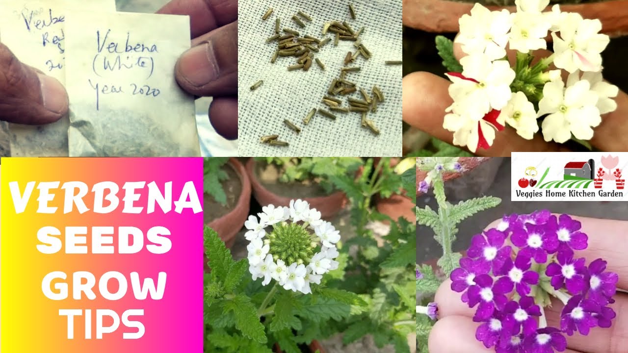 How to grow #Verbena Seeds with tips at Asim Rooftop Garden @AsimGarden ...