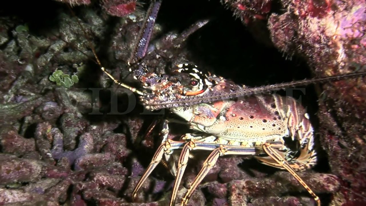 Lobster Walking on Coral Reef in search of food. - YouTube
