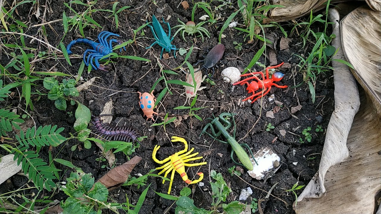 Find and Learn names Insects animals scorpio, spider, beetle ...