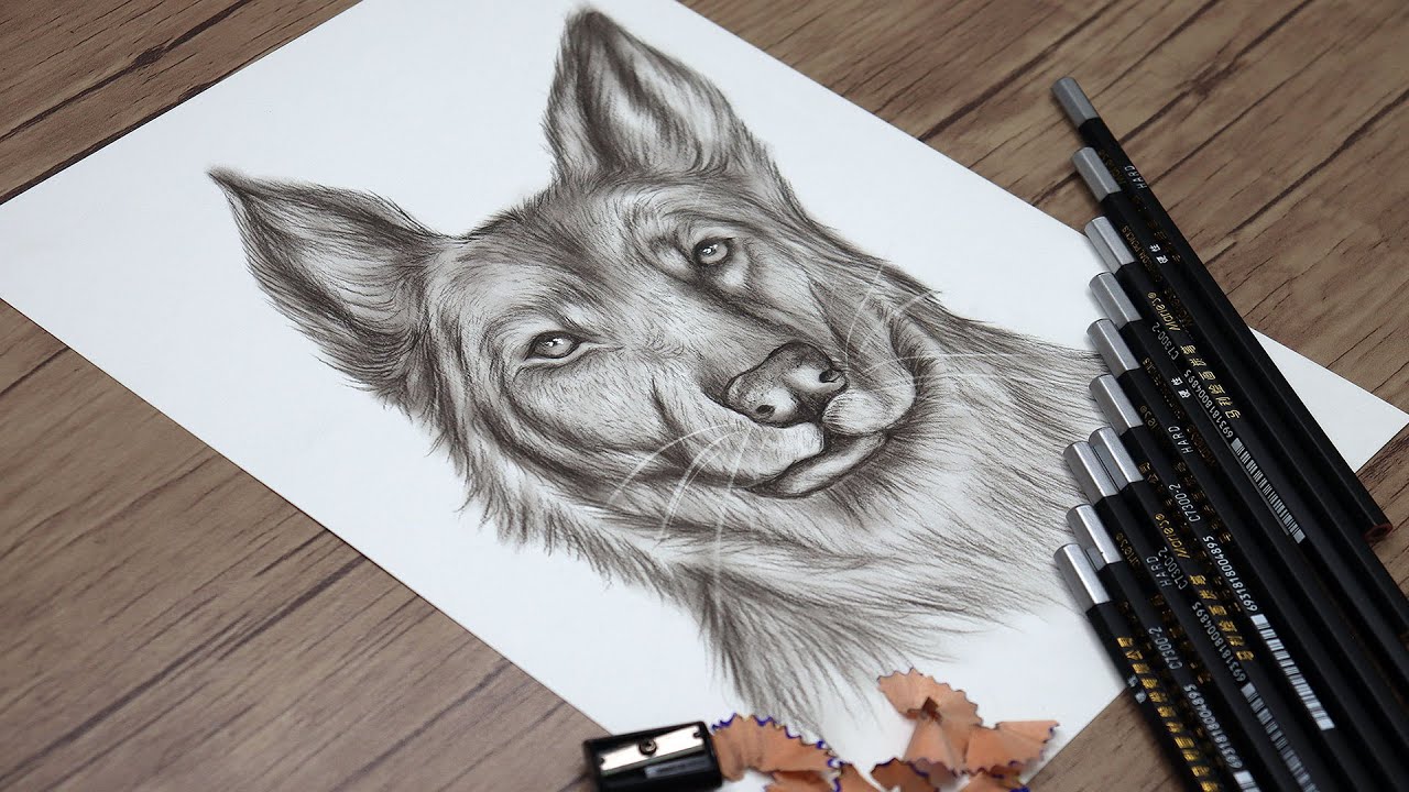 Realistic German Shepherd Drawing | How to Draw Step by Step | Pencil ...
