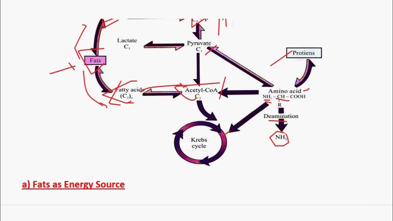 11th Biology Chapter 4 Bioenergetics/ Importance of G3P / Respiration ...