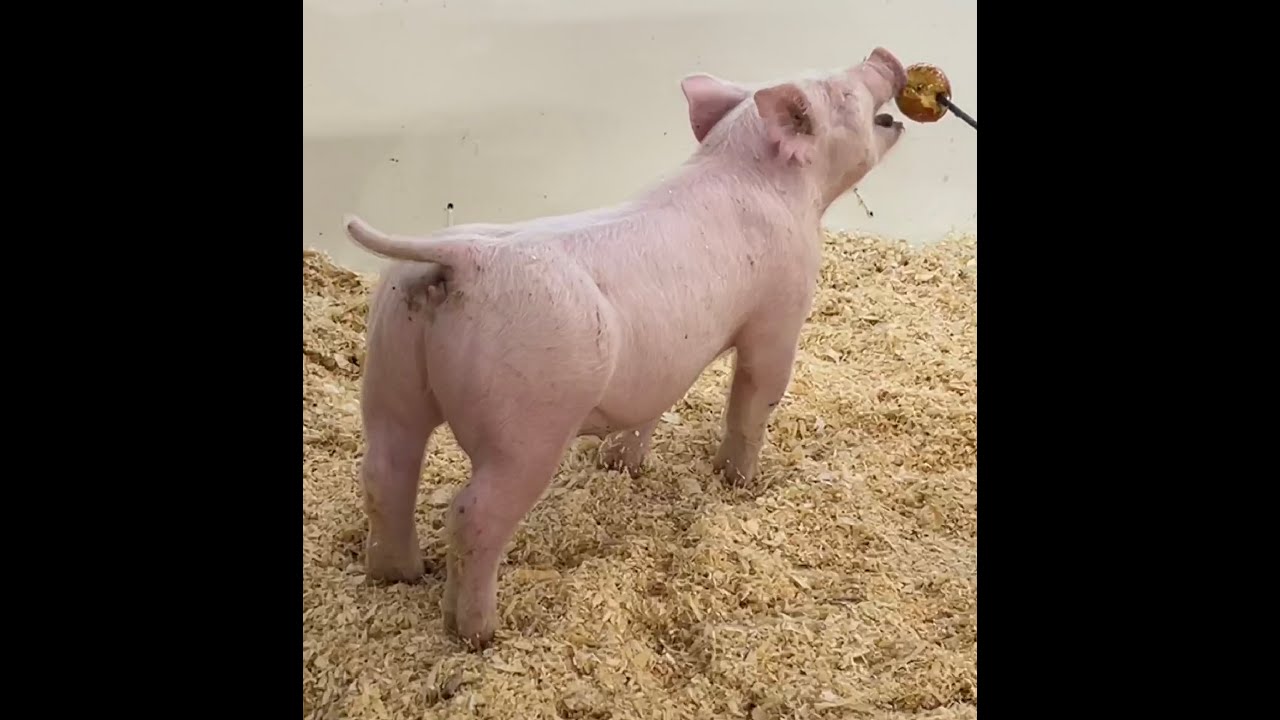 8-1 Cross Gilt - YouTube