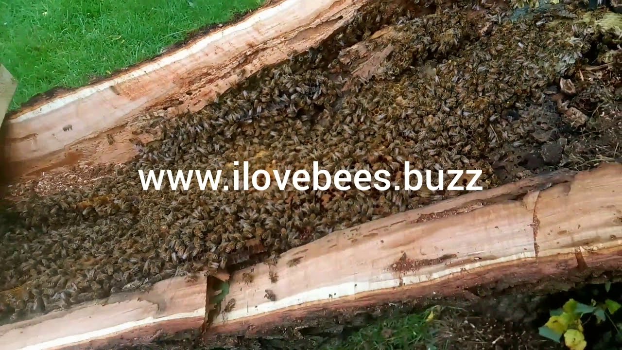 Bee tree cutout 2019 - YouTube